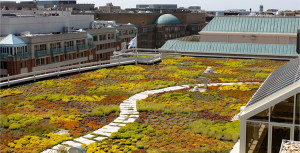 How To Make A Green Roof - Myrooff.com
