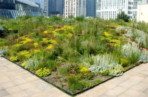 Green Roof Plants - Myrooff.com